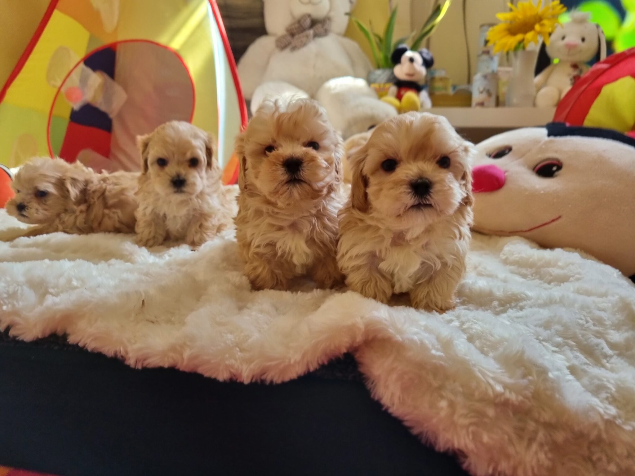 Maltipoo Zchter In Der Nhe